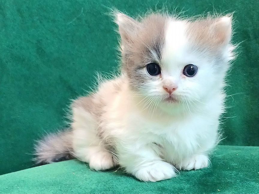 Котята породы манчкин(коротколапые)