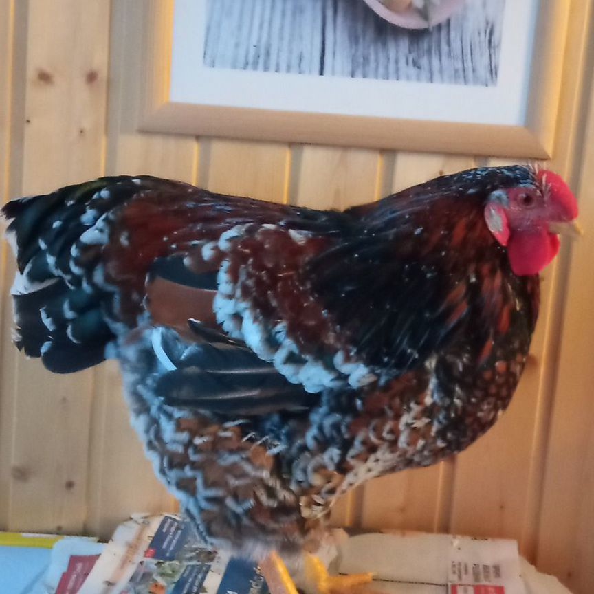 Продаю петуха порода Виандот