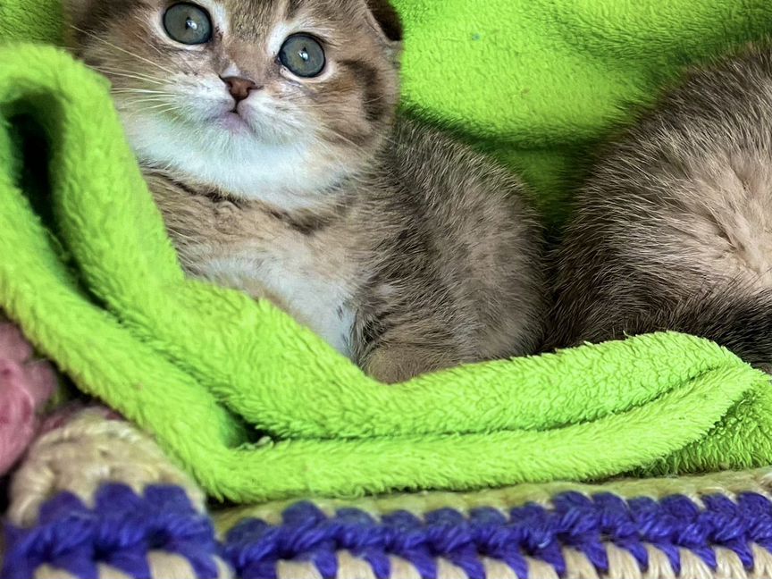 Шотландские котята