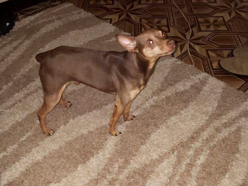 Той-терьер. В Я З К А