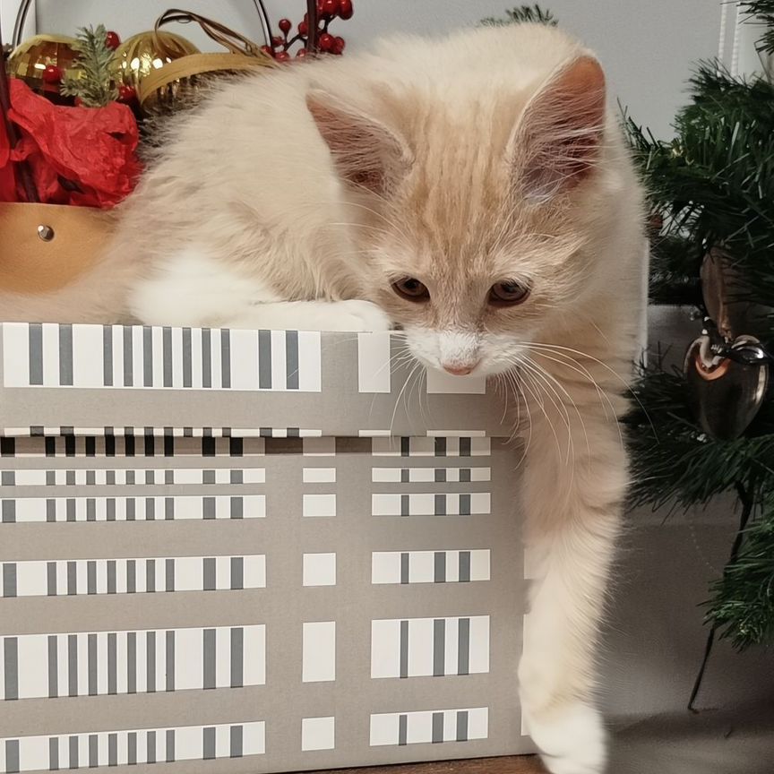 Котёнок от частного владельца