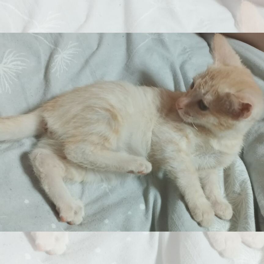 Котёнок в добрые руки