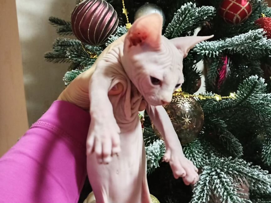 Канадский сфинкс