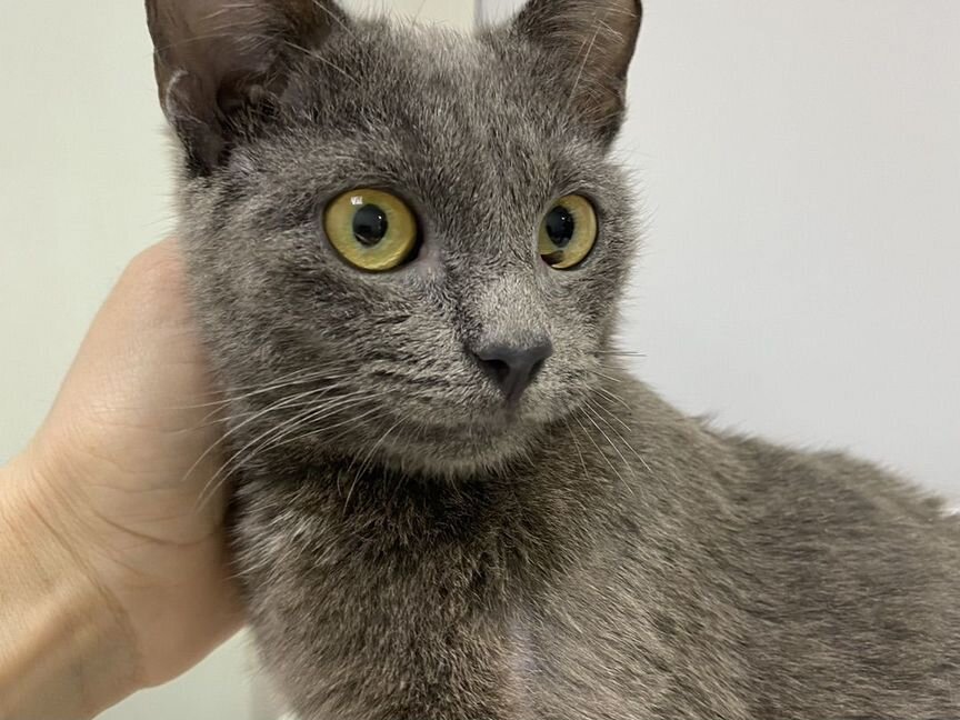 Коты в добрые руки