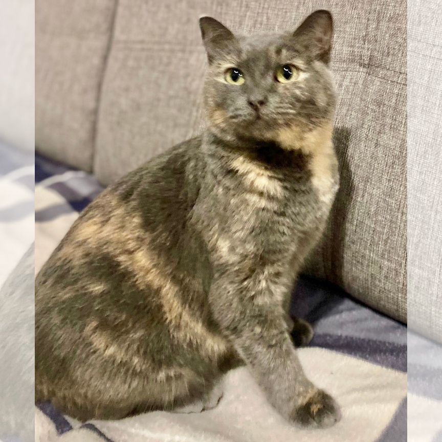 Британская короткошёрстная, взрослая кошка