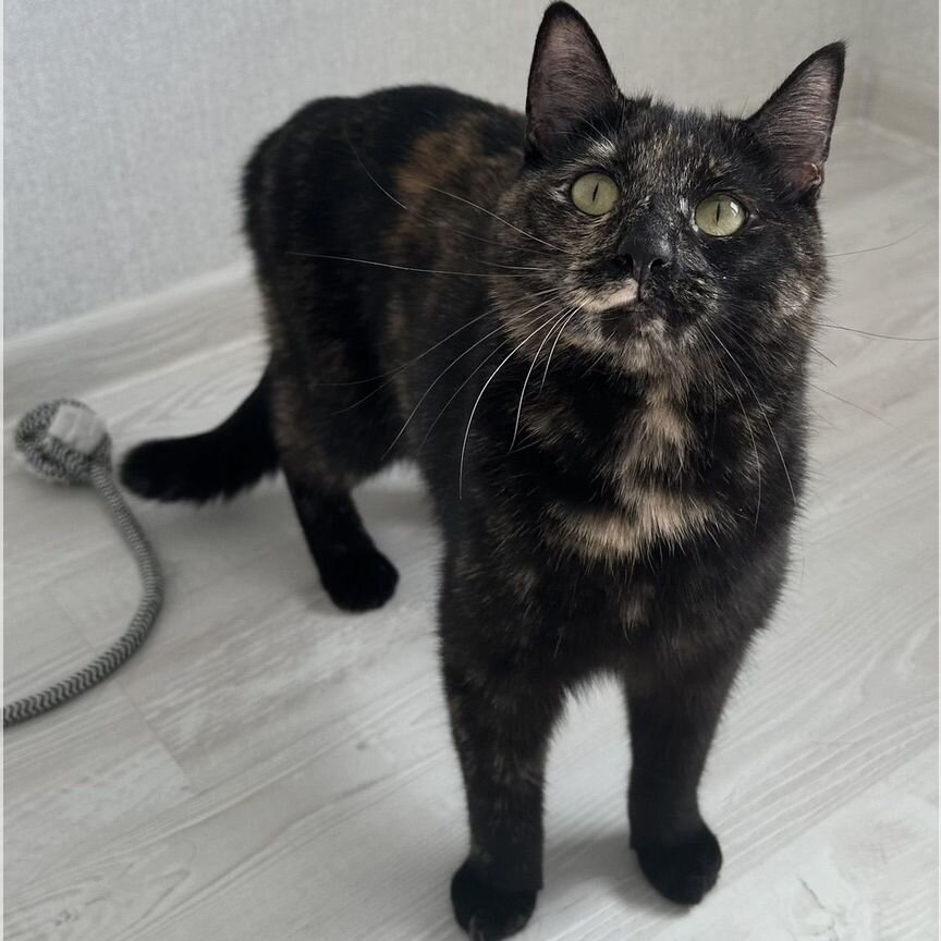 Взрослая, кошка в добрые руки