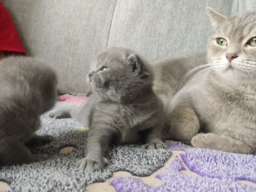 Шотландские вислоухие котята