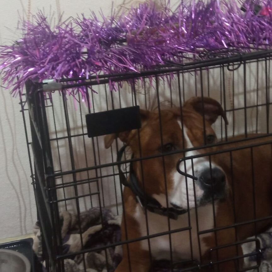 Американский стаффордширский терьер, взрослая собака