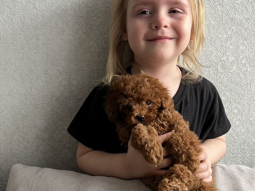 Той-пудель кукольный мальчик