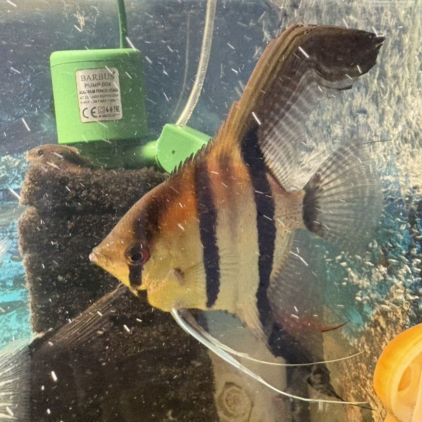 Рыбки скалярии