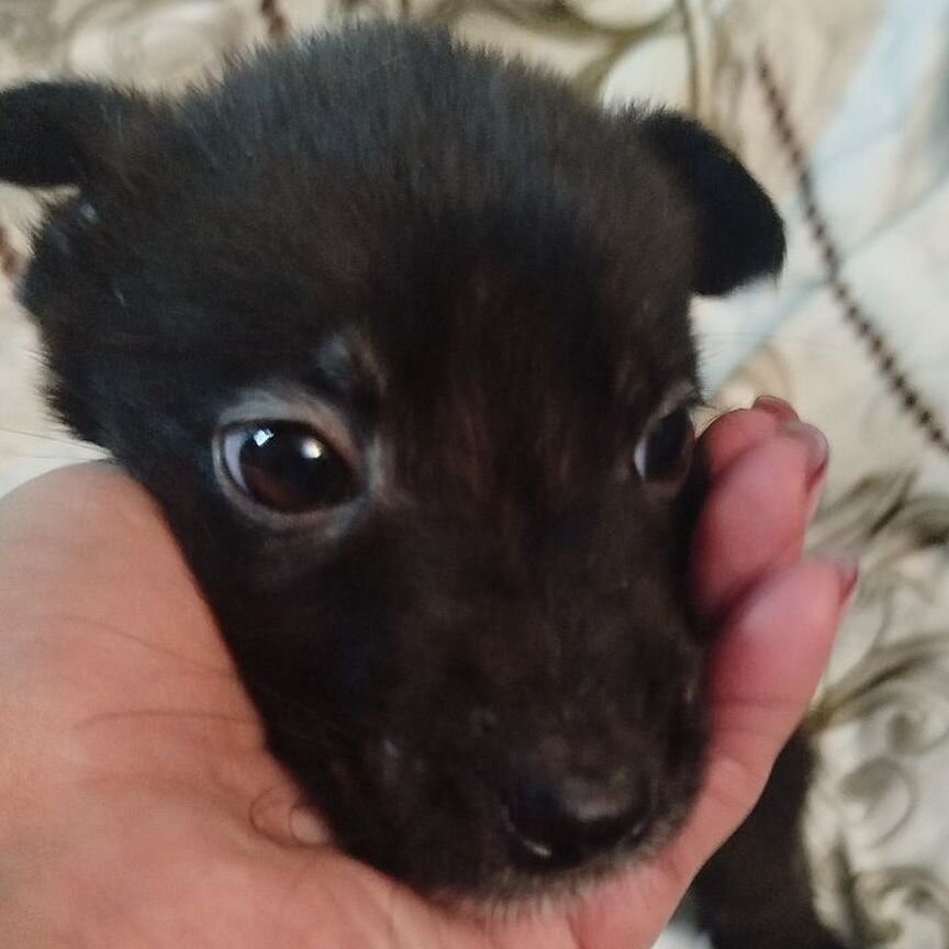 Щенок в добрые руки