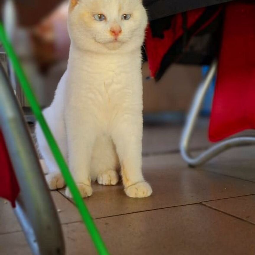 Тайский котенок