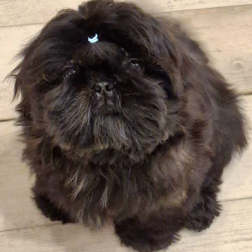 Ши-тцу, щенок