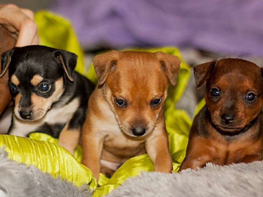 Тойчики малыши