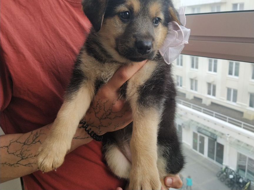 Сладкая малышка ищет семью)