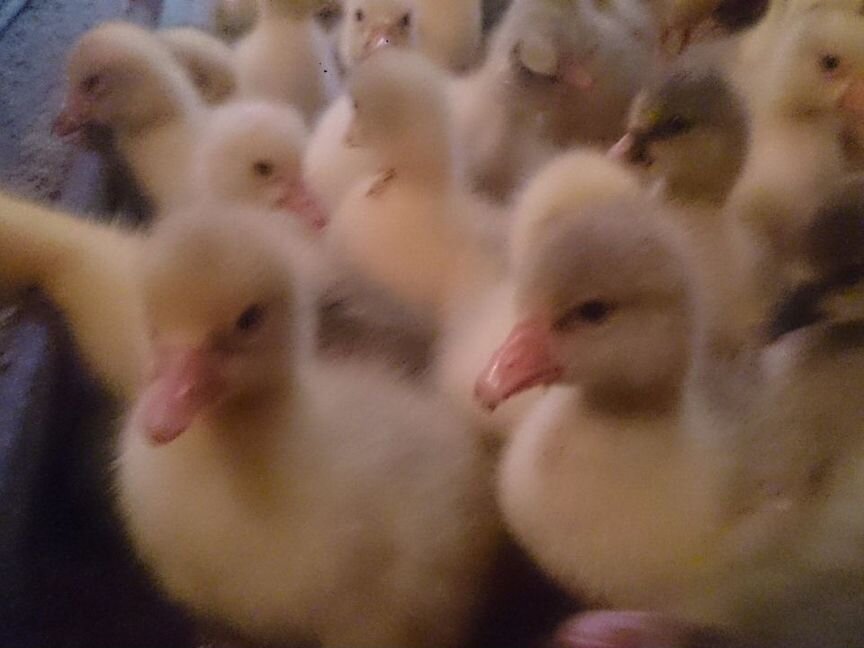 Гусята Датский легард