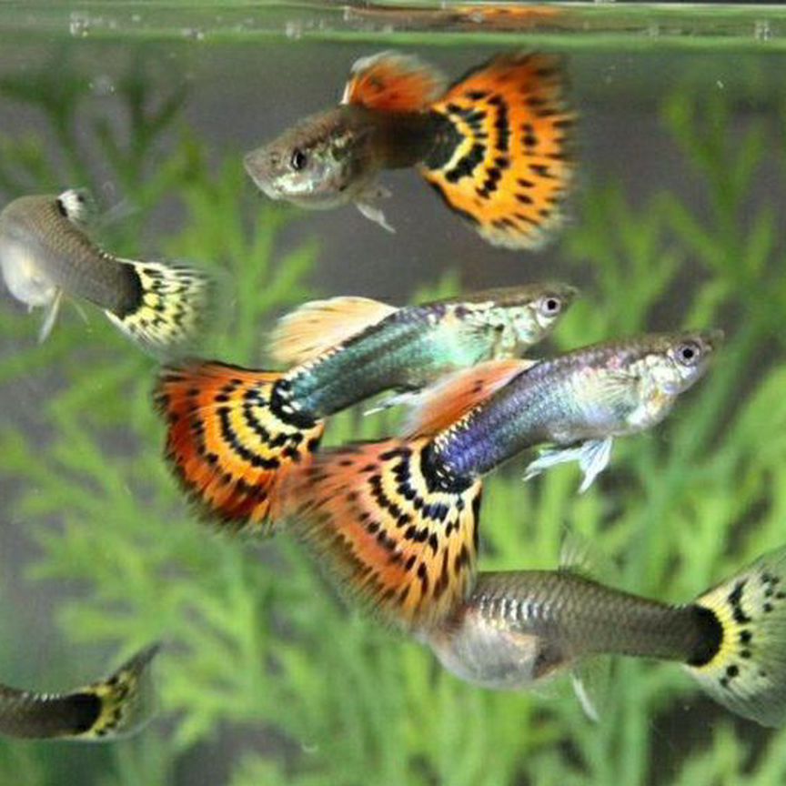Аквариумные рыбки гуппи