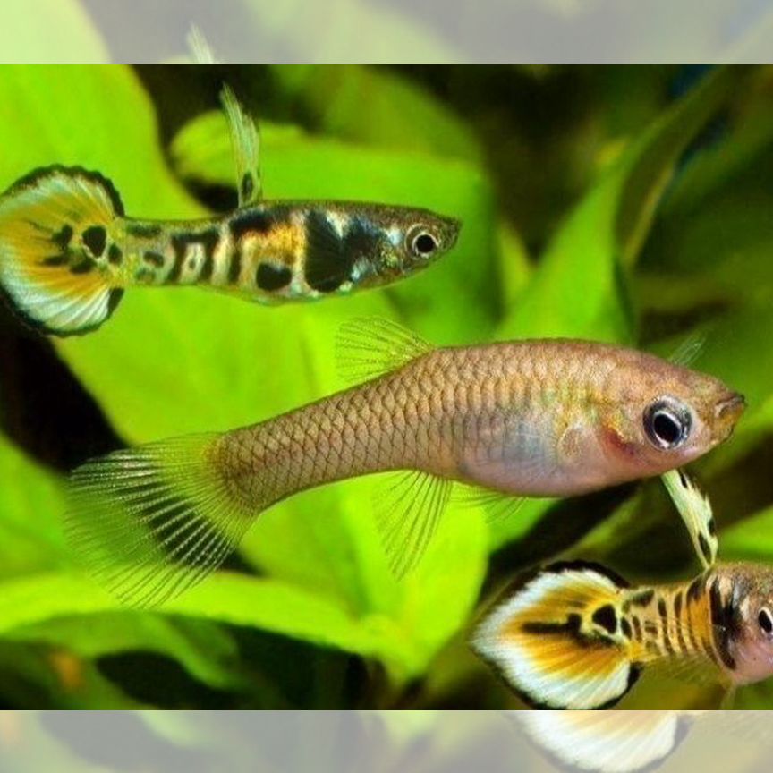 Гуппи эндлера тигр