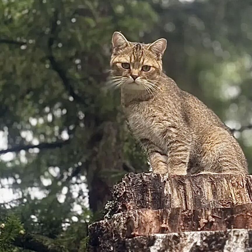 Шотландский вислоухий короткошёрстный, взрослый кот