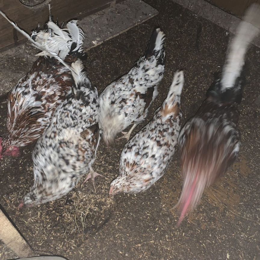 Продам семью курочек