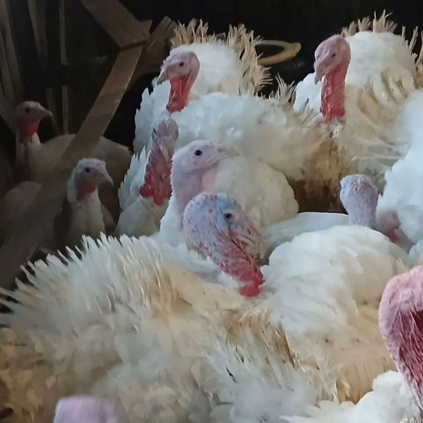 Индюки индюшата