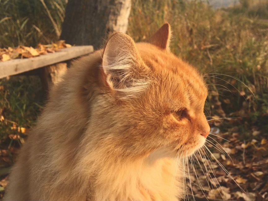 Котик