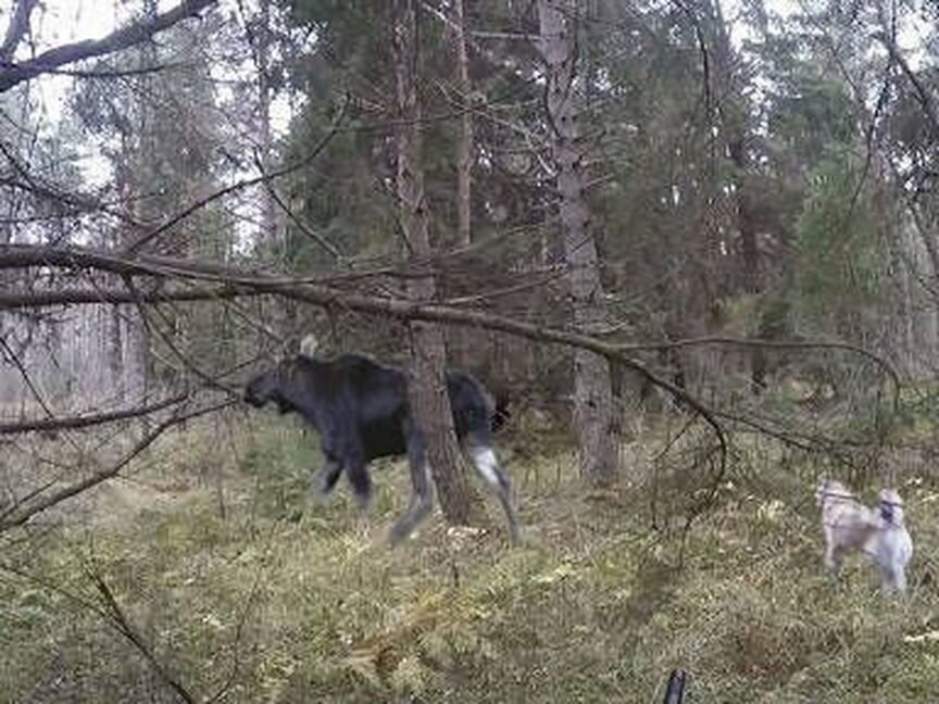 Западно сибирская лайка