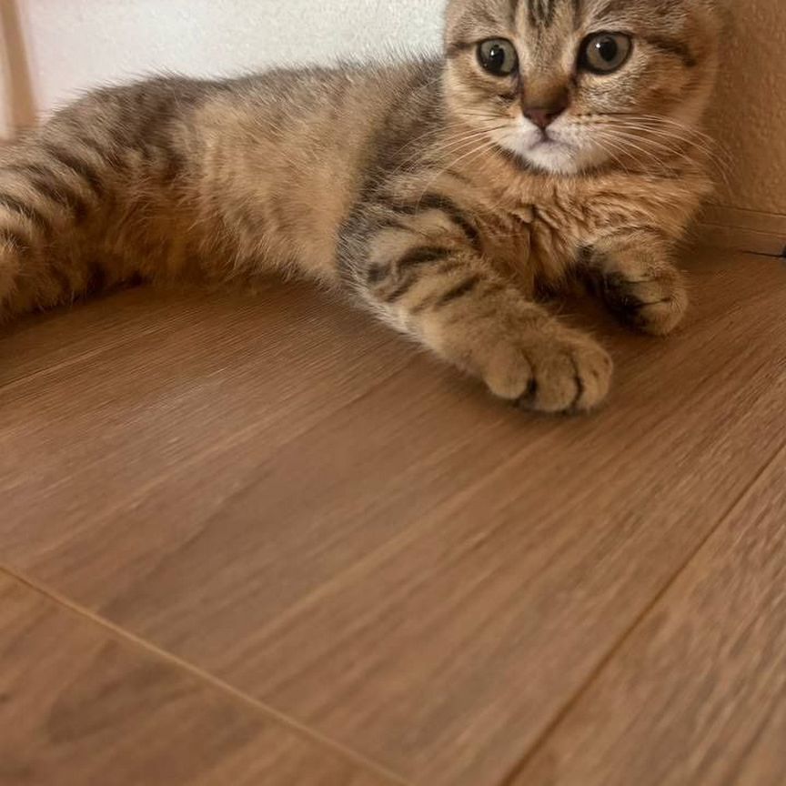 Продаются шотландские котята