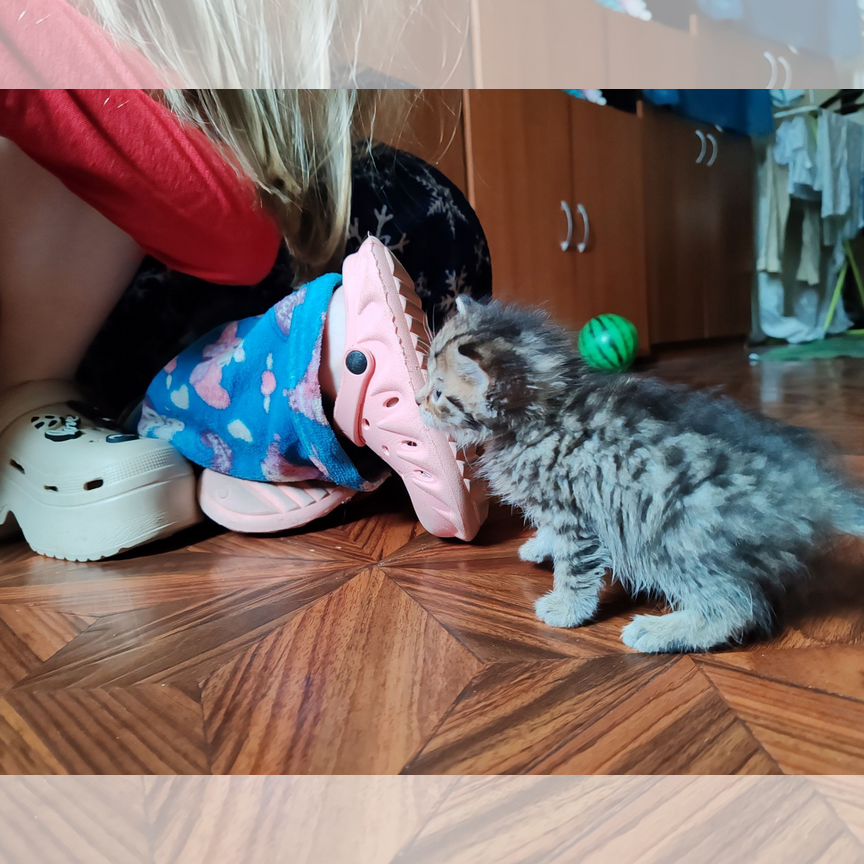 Котёнок в добрые руки