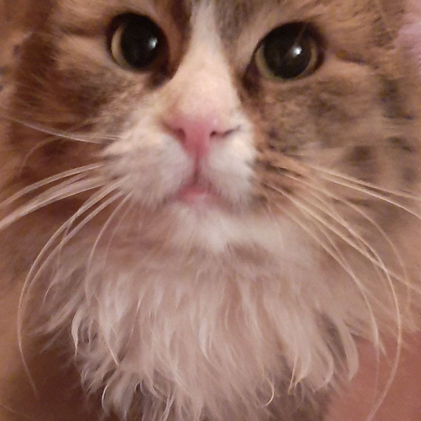 Отличный кот ищет дом