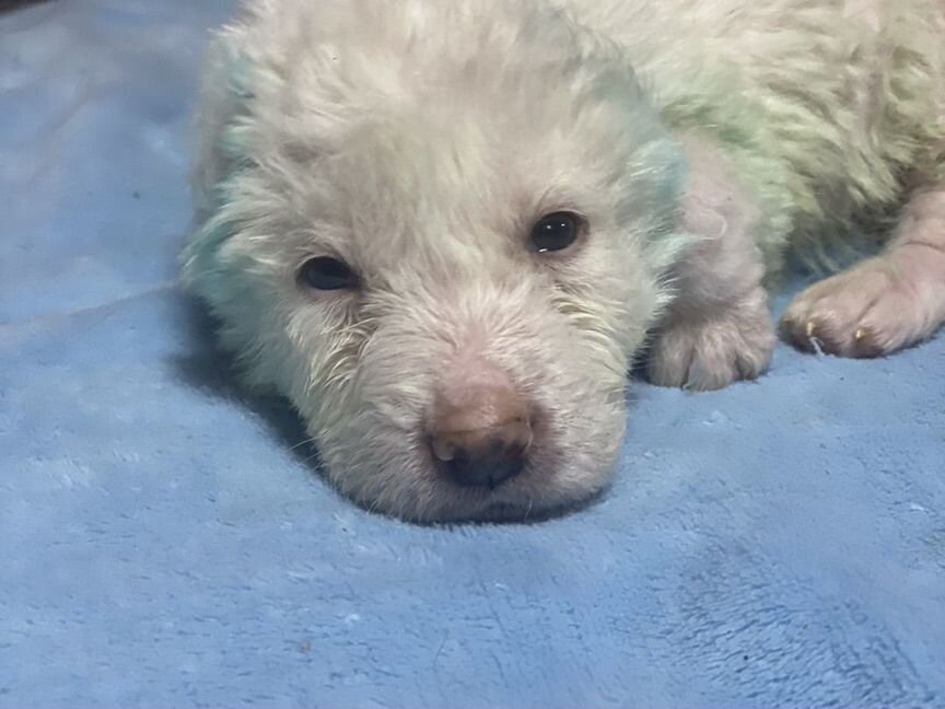 Щенки среднеазиатской овчарки