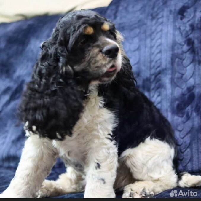 Вязка американский кокер спаниель