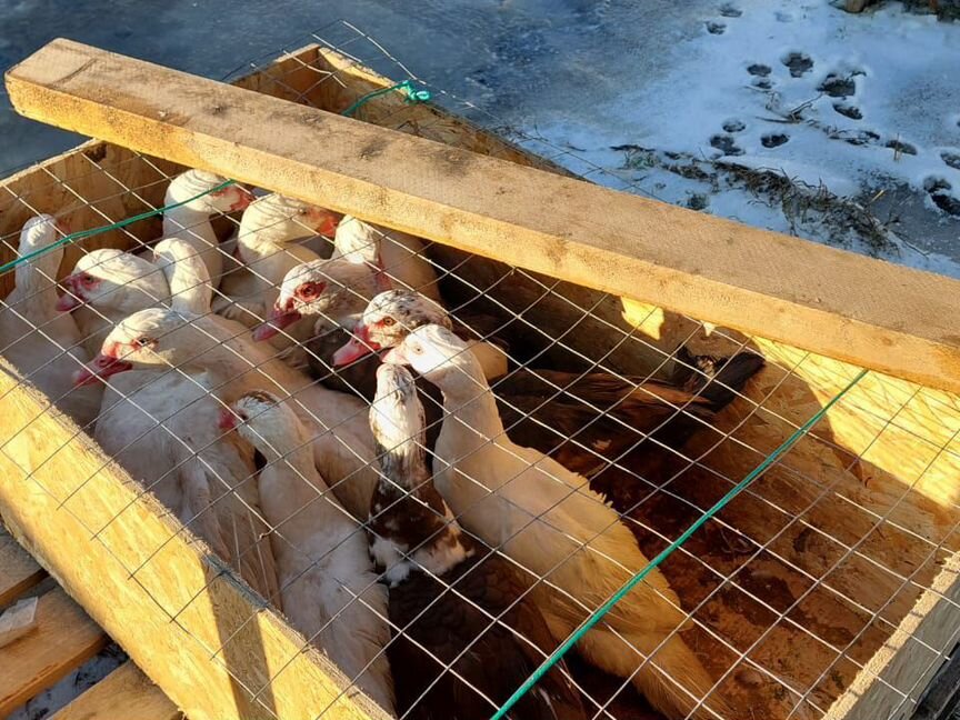 Утки "Шипуны" на развод или на мясо