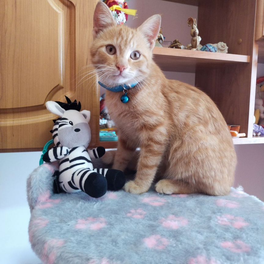 Рыжий котенок