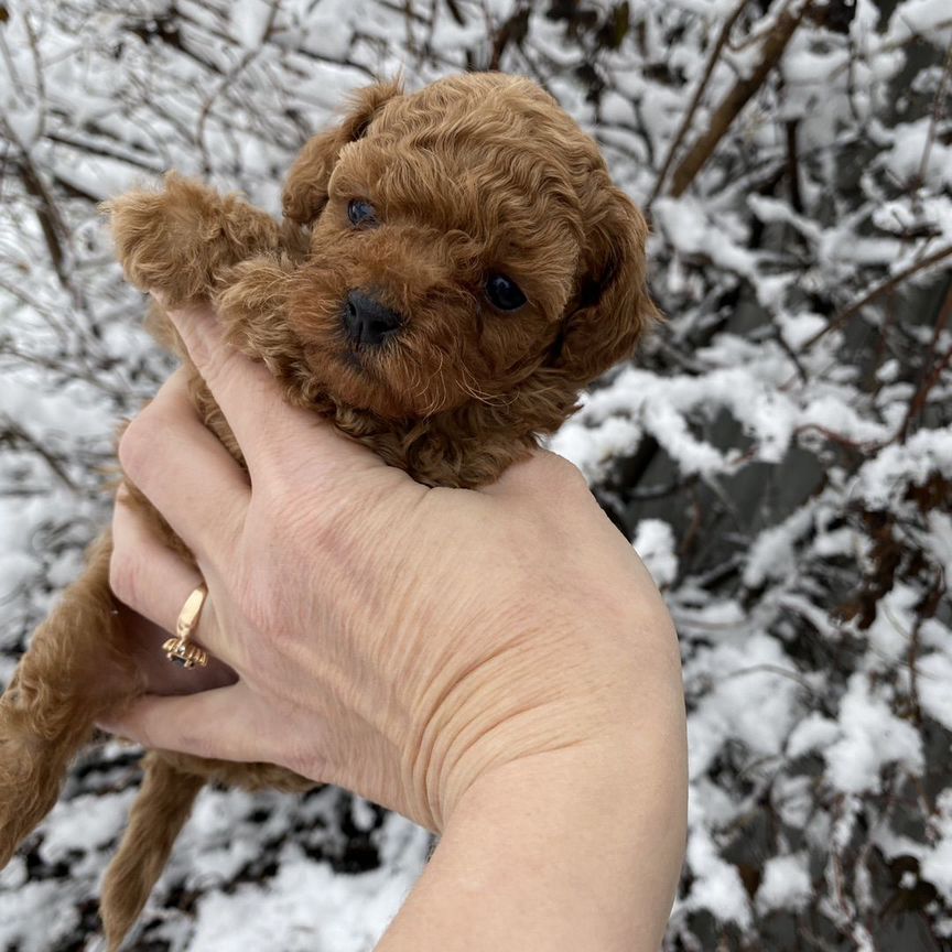 1 мес той пуделек