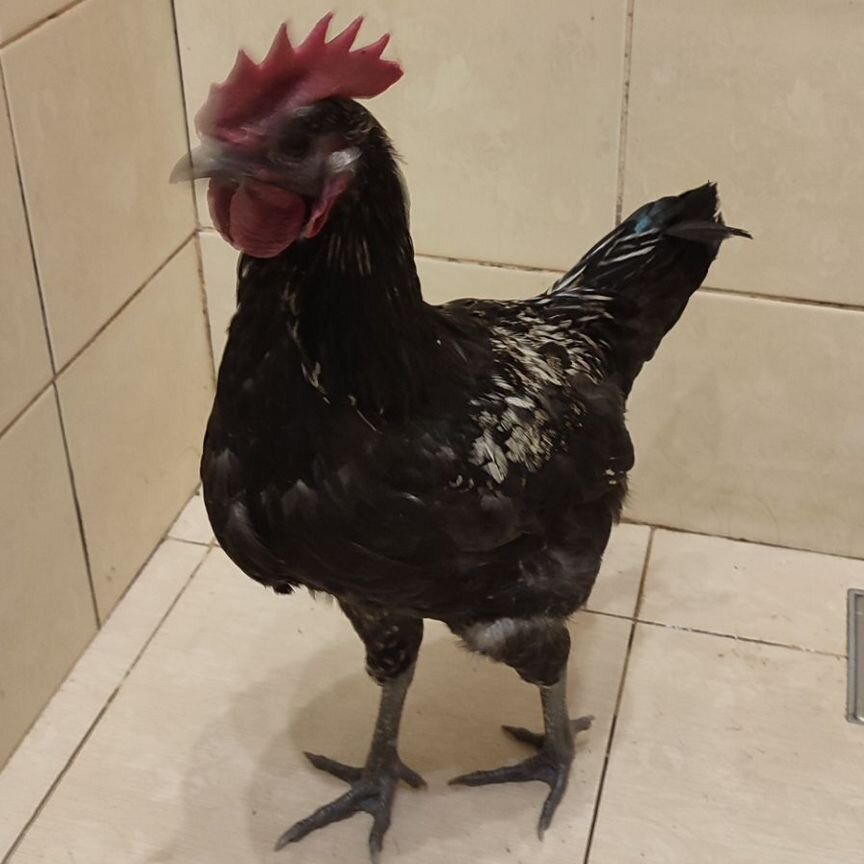 Петушки китайские Лакеданзи