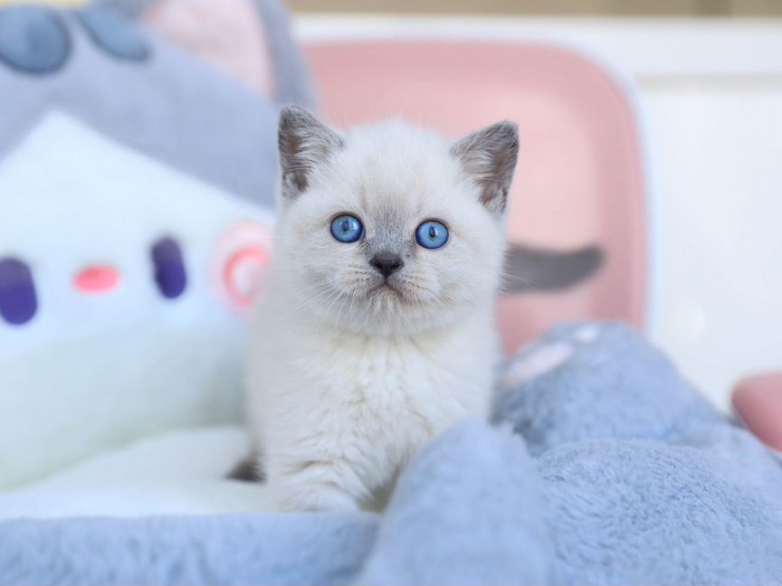 Британская короткошестная Blue point девочка