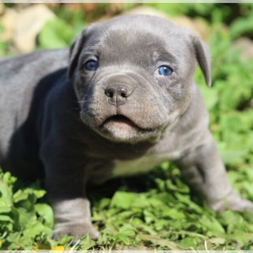 Ам Булли (голубой покет)