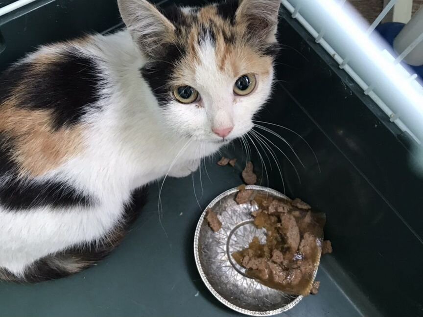 Котенок
