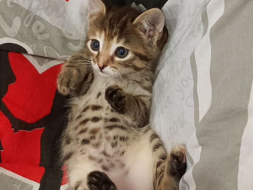 Девочка бенгальского окраса, 1,5-2 мес