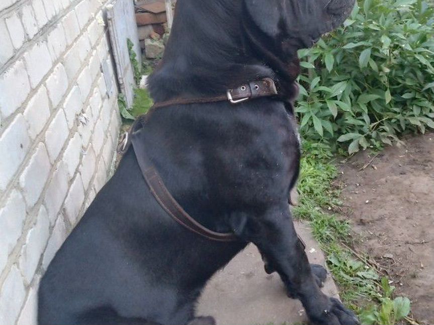 Алабай(сао) на Вязку