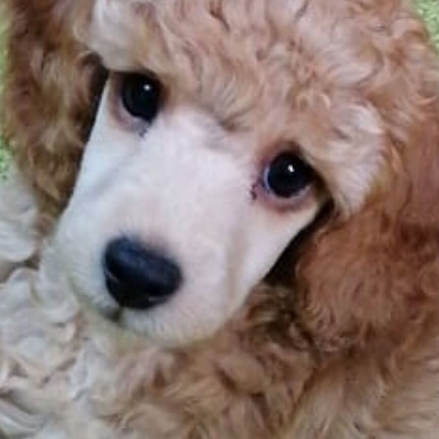 Карликовый пудель