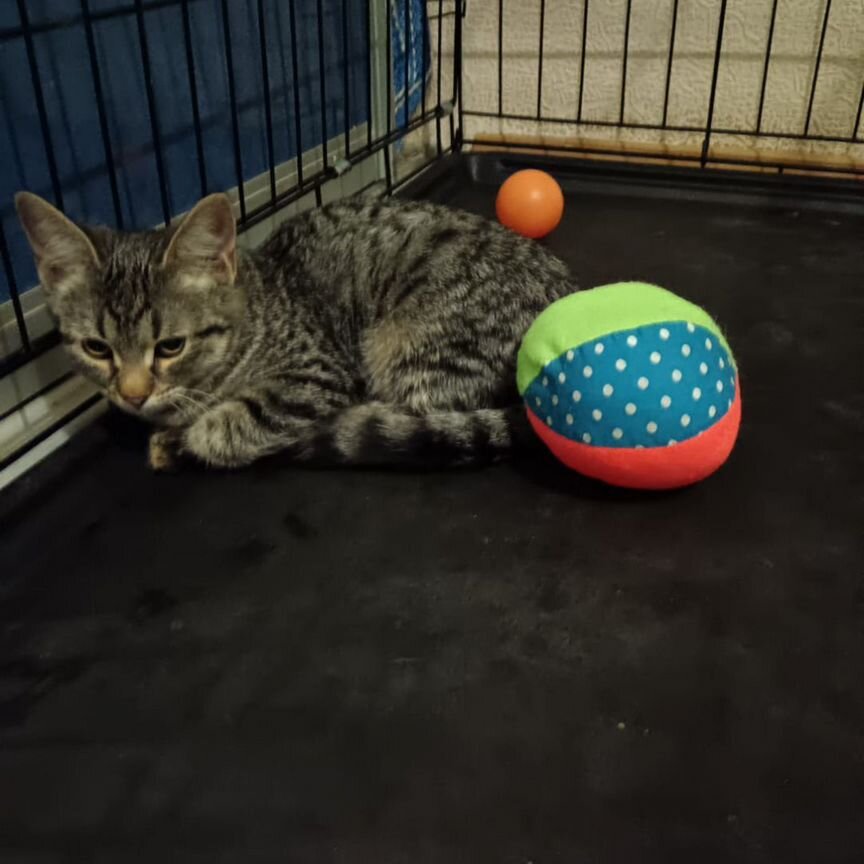 Котенок. Девочка. 3.5 мес. Добрая ласковая