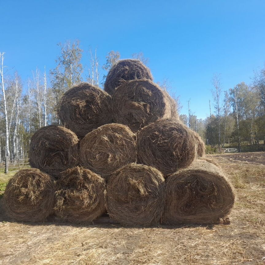 Продам сено в рулонах