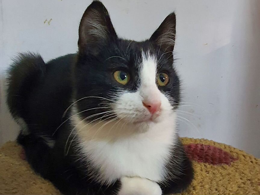 Котята черно-белые в добрые руки