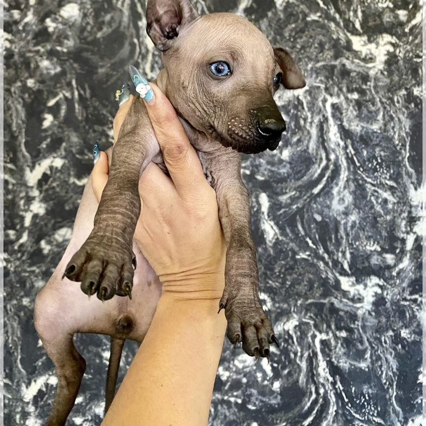 Мексиканская голая собака, щенок