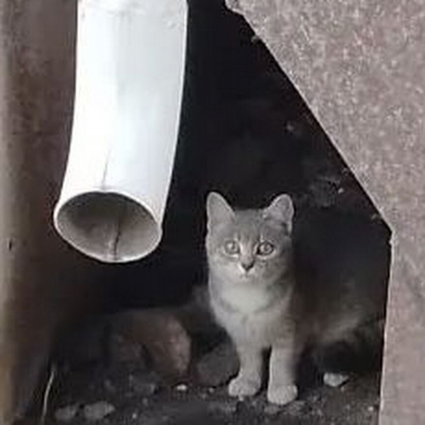 Котёнок в добрые руки