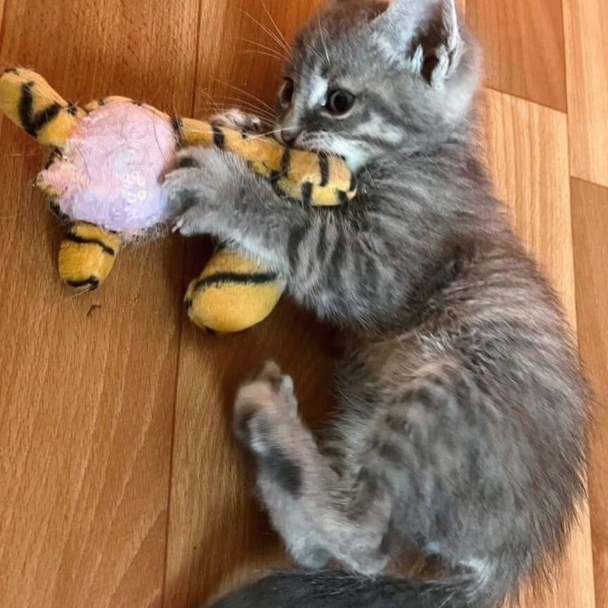Котёнок в ответственные руки