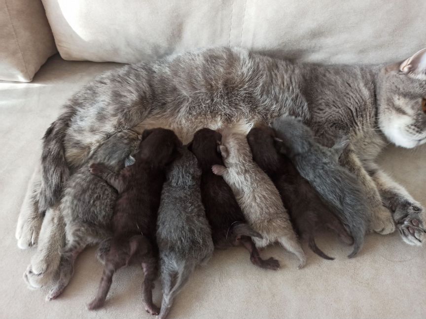 Британские котята