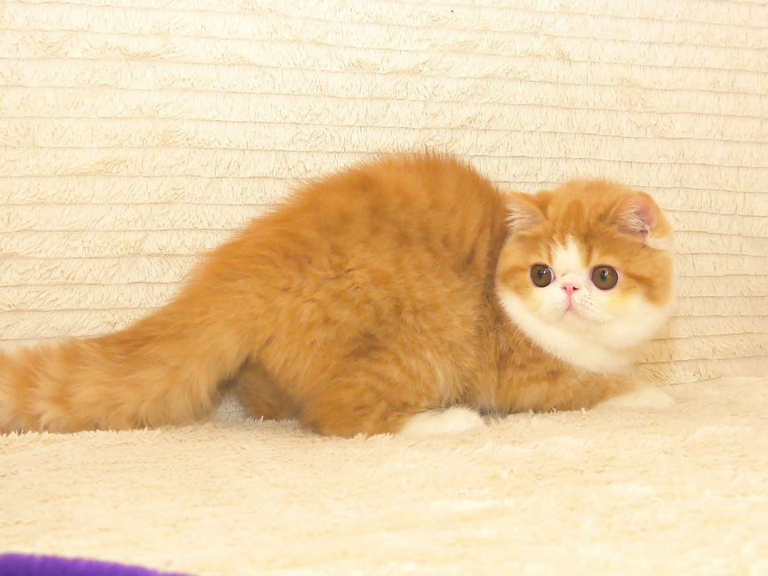 Экзотический короткошерстный котёнок